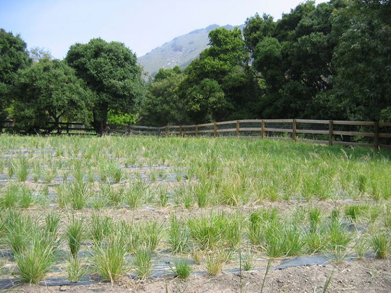 Conservation – Coastal Ranches Conservancy