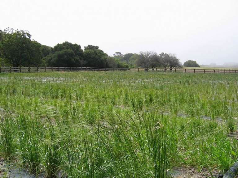 Restoration – Coastal Ranches Conservancy